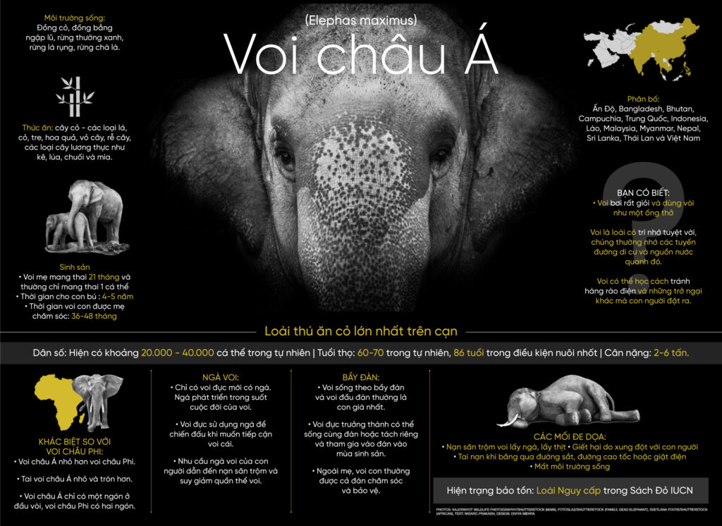Voi châu Á - Loài thú ăn cỏ lớn nhất trên cạn | Trung tâm Con người và ...